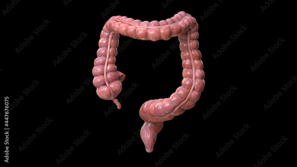 Colon anatomy on black background, 3d render, Stock Illustration ...