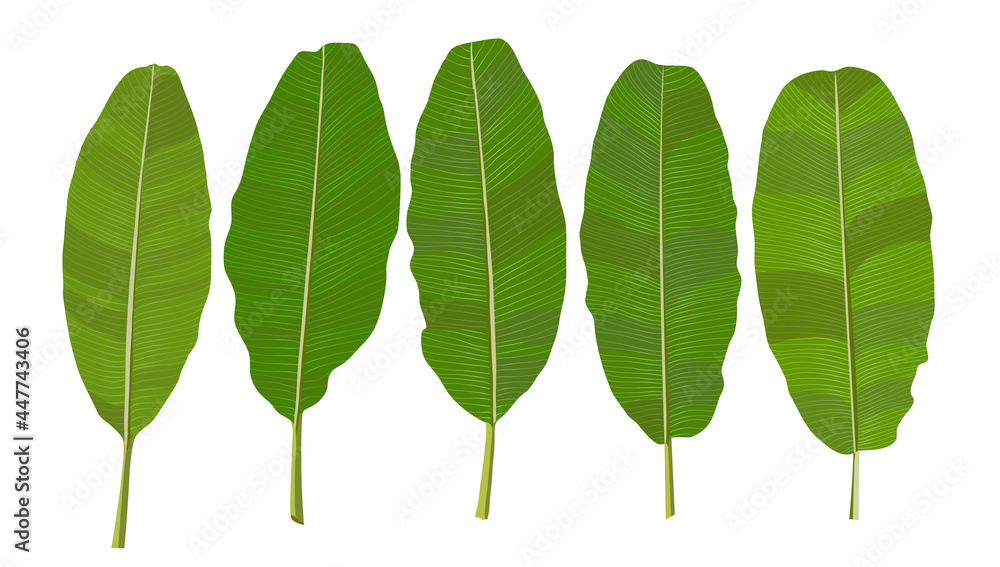 Banana leaf vector isolated on white background. leaves illustration ...