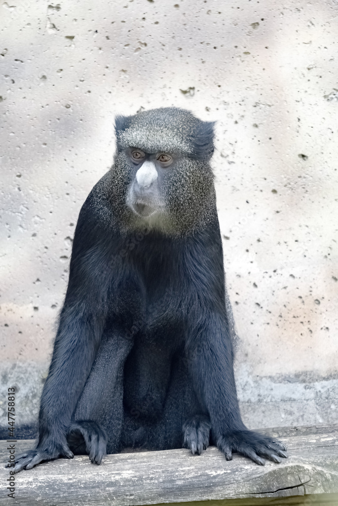 Greater spot-nosed Monkey, Cercopithecus Nictitans, sitting on a branch ...