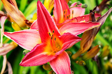 Stella De Oro Flower On Purple Free Stock Photo - Public Domain Pictures