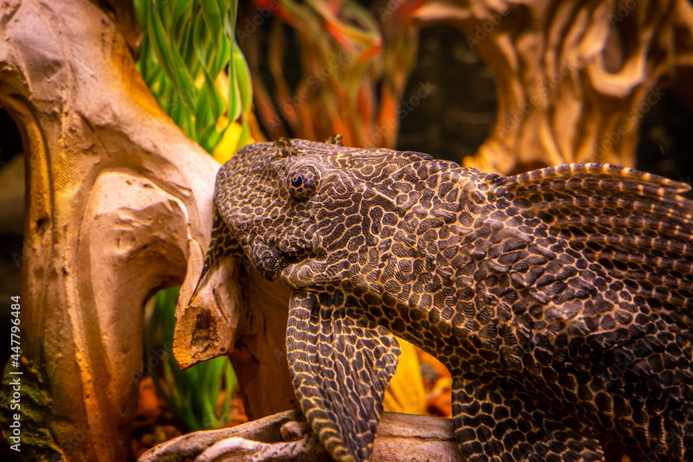 Pterygoplichthys multiradiatus known as Orinoco sailfin catfish ...