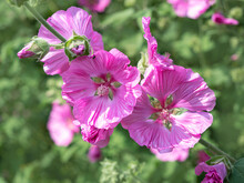 Tree Mallows Flower Free Stock Photo - Public Domain Pictures