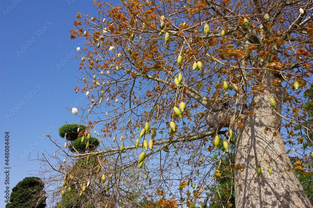 The baobab tree has borne fruit. Stock Photo | Adobe Stock