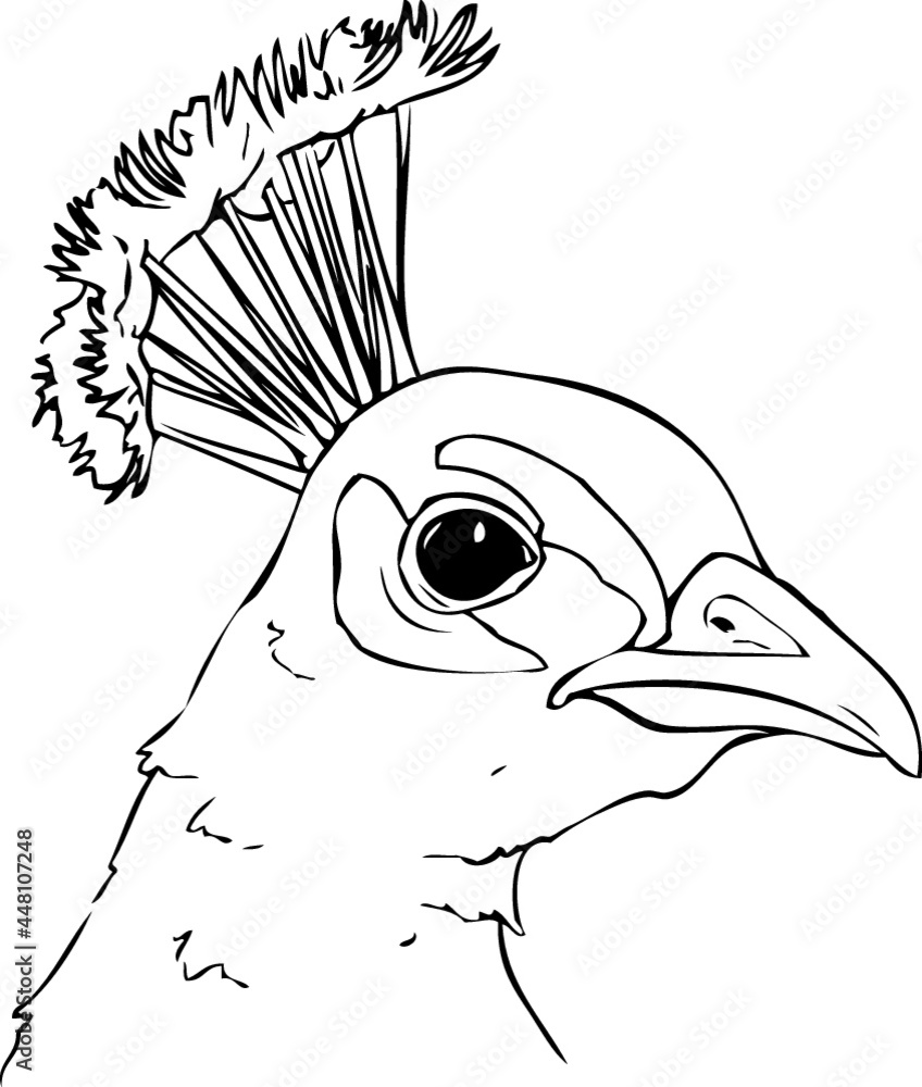 Peacock Head Clipart Drawing Stock Vector | Adobe Stock