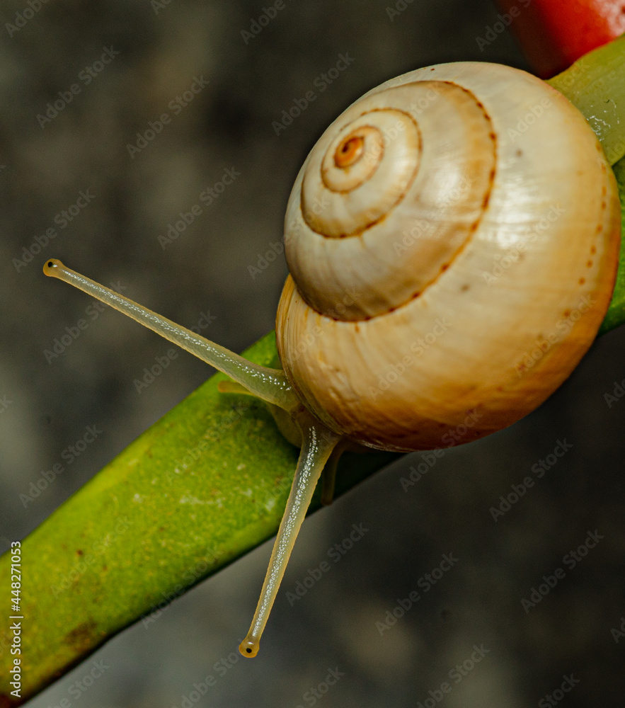 caracol, molusco macro, natureza, fauna Stock Photo | Adobe Stock