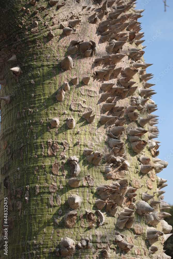 Chorisia speciosa.Thick thorny tree trunk of Ceiba speciosa. The ...
