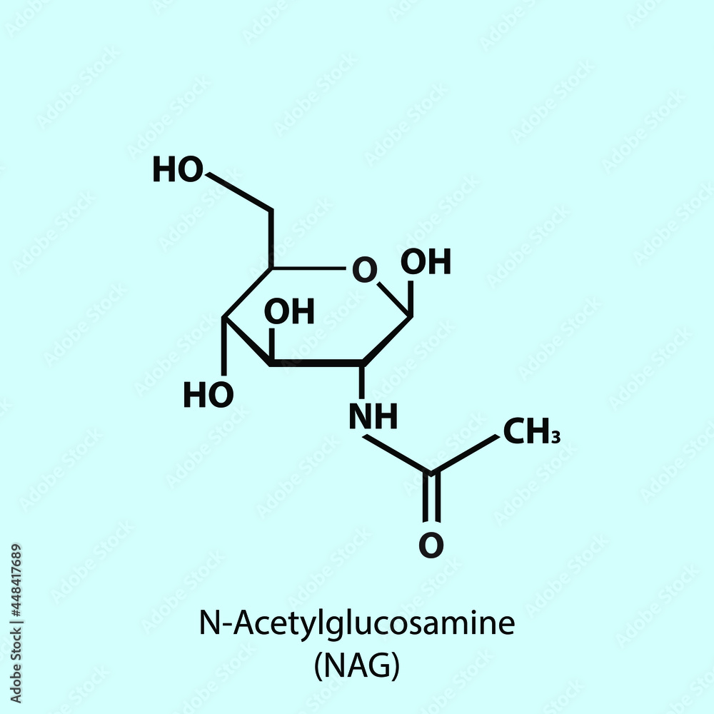NAG - Acetylglucosamine, component of peptidoglycan in bacteria cell ...