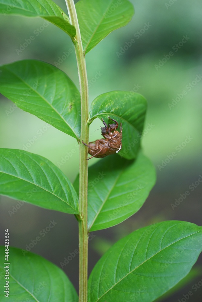 Cicada shell. Cicadas grow larger by repeating molting. Shells remain ...