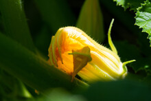 Yellow Squash Flower And Dew Free Stock Photo - Public Domain Pictures