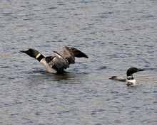 Loon Taking Off From Lake Free Stock Photo - Public Domain Pictures