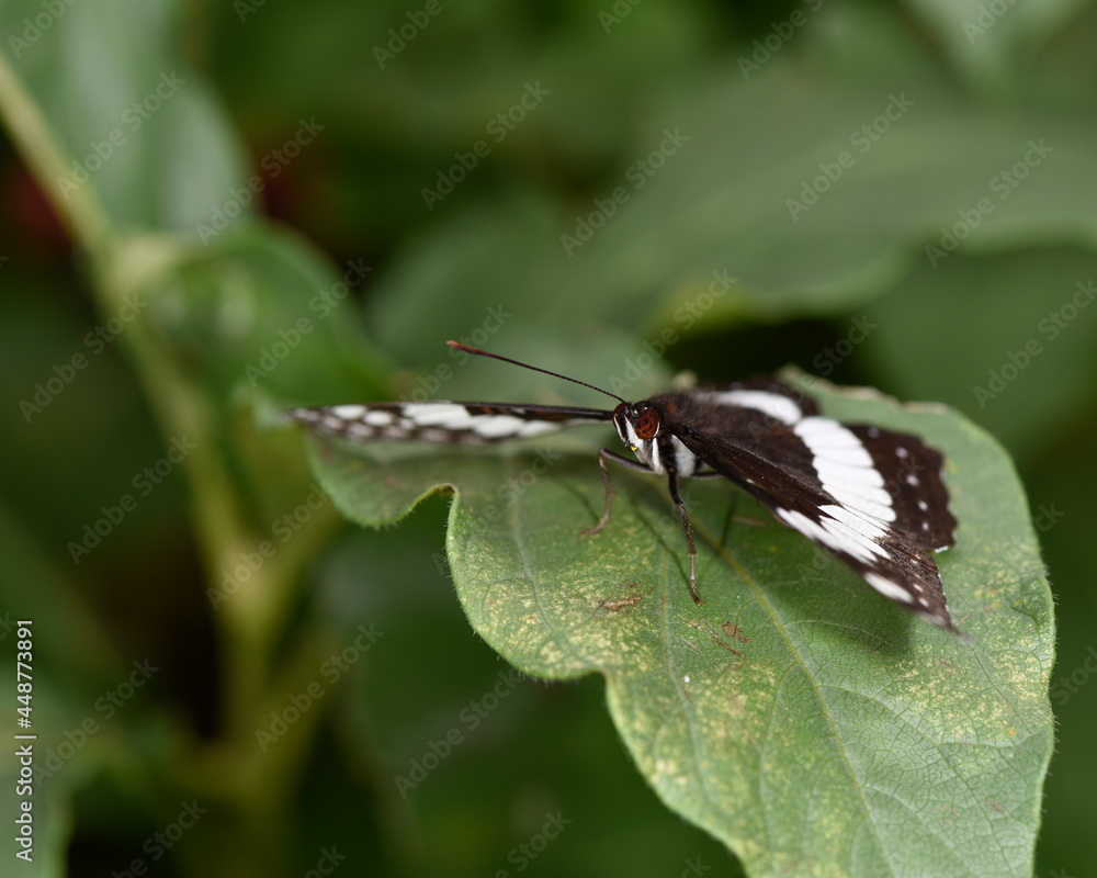 Weidemeyer's Admiral Butterfly in Wasatch National Forest Utah Stock ...
