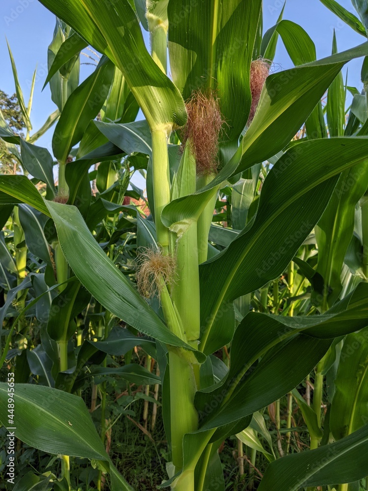 photo of young corn on the tree, the scientific name of corn is zea ...
