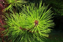 Pinus Rigida The Pitch Pine Free Stock Photo - Public Domain Pictures
