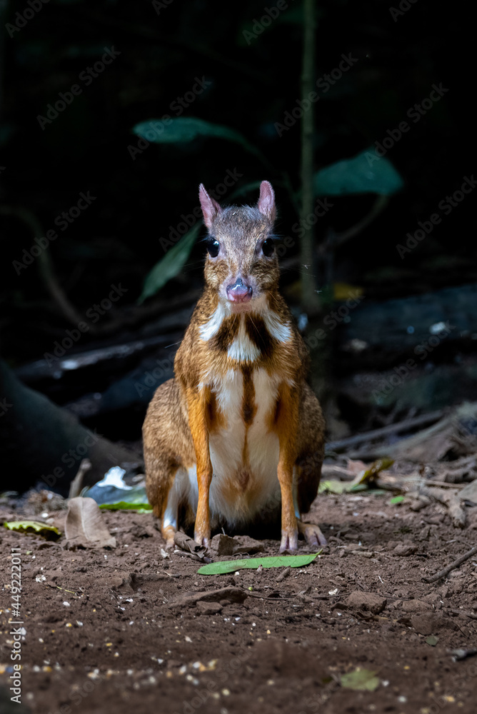 A greater mouse-deer, tragulus napu Stock Photo | Adobe Stock