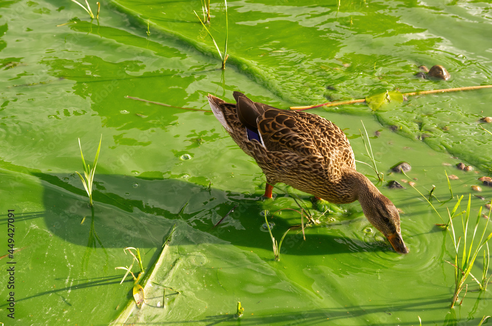 Duck drinking and eating harmful bacteria, cyanobacteria filled ...