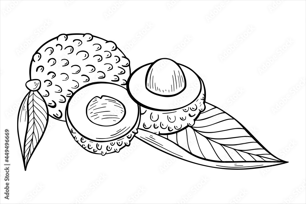 Lychee in hand drawn sketch style with leaves and nut isolated on white ...
