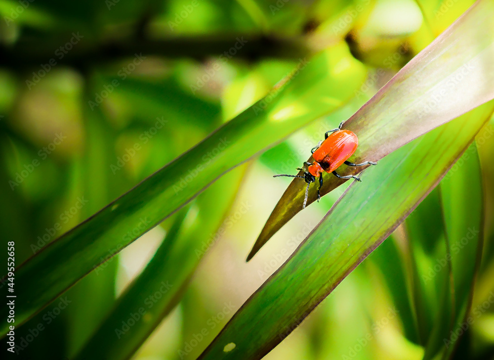 insekt, biedronka, charakter, beatles, gras, bugów, makro, feuille ...