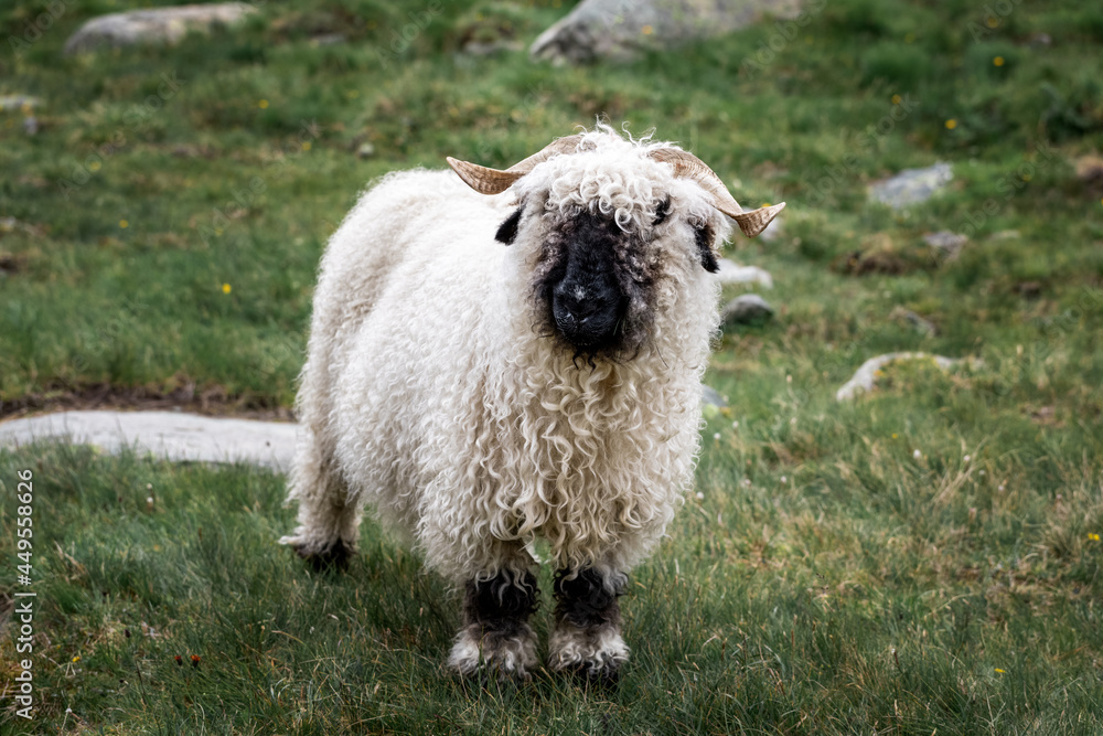 Valais Blacknose sheep in Zermatt, Switzerland, during summer. Valais ...