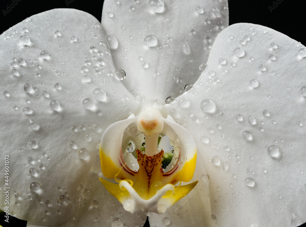 Vagina. Erotic orchid flower close up. Orgasm. Flower imitating the ...