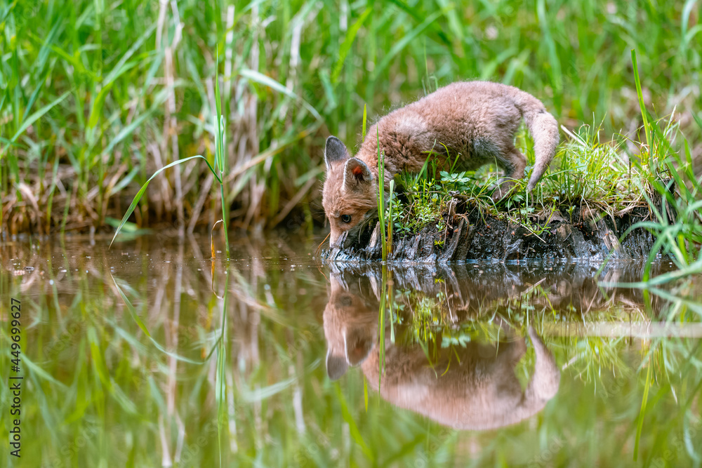 Young red fox (Vulpes vulpes) bows its head to the water surface and ...