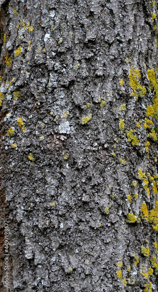 Wallpapers, backgrounds, textures depicting tree bark, wood and wooden ...