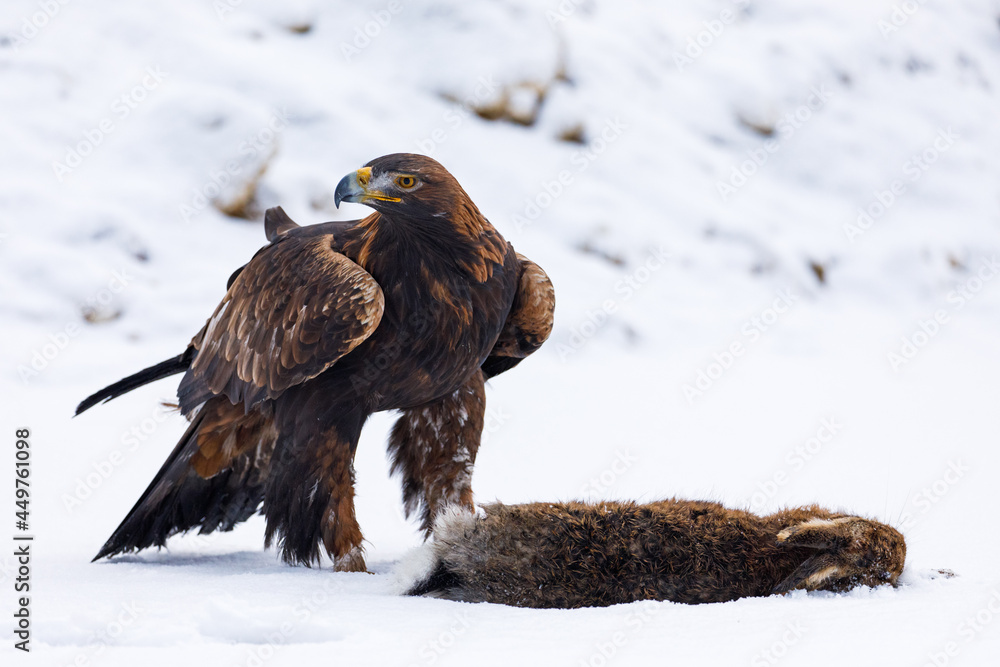 Hunter with caught prey. Golden eagle, Aquila chrysaetos, tears killed ...