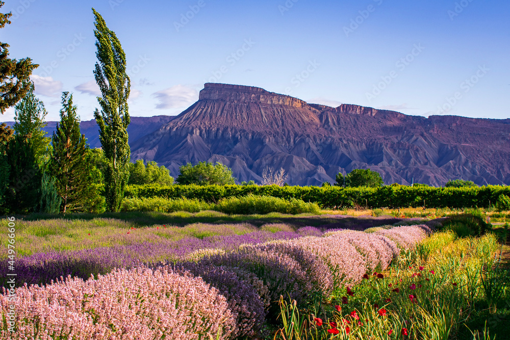 lavender fields in Palisade Stock Photo | Adobe Stock