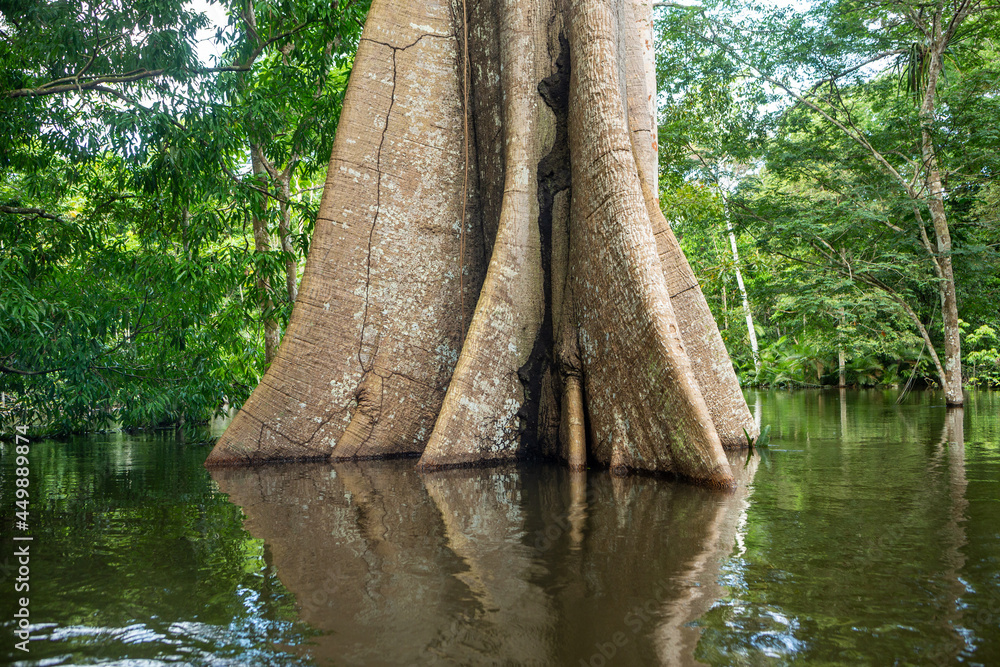 The giant Sumauma or Kapok tree, Ceiba pentandra, during flooded waters ...