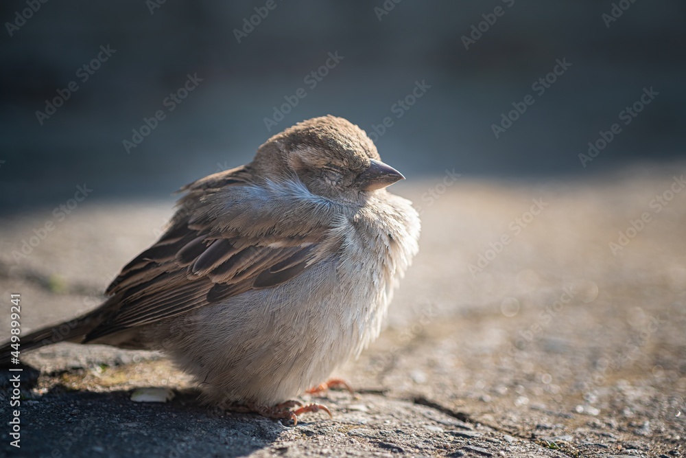 Close up view on cute sleeping sparrow bird on street. Stock Photo ...