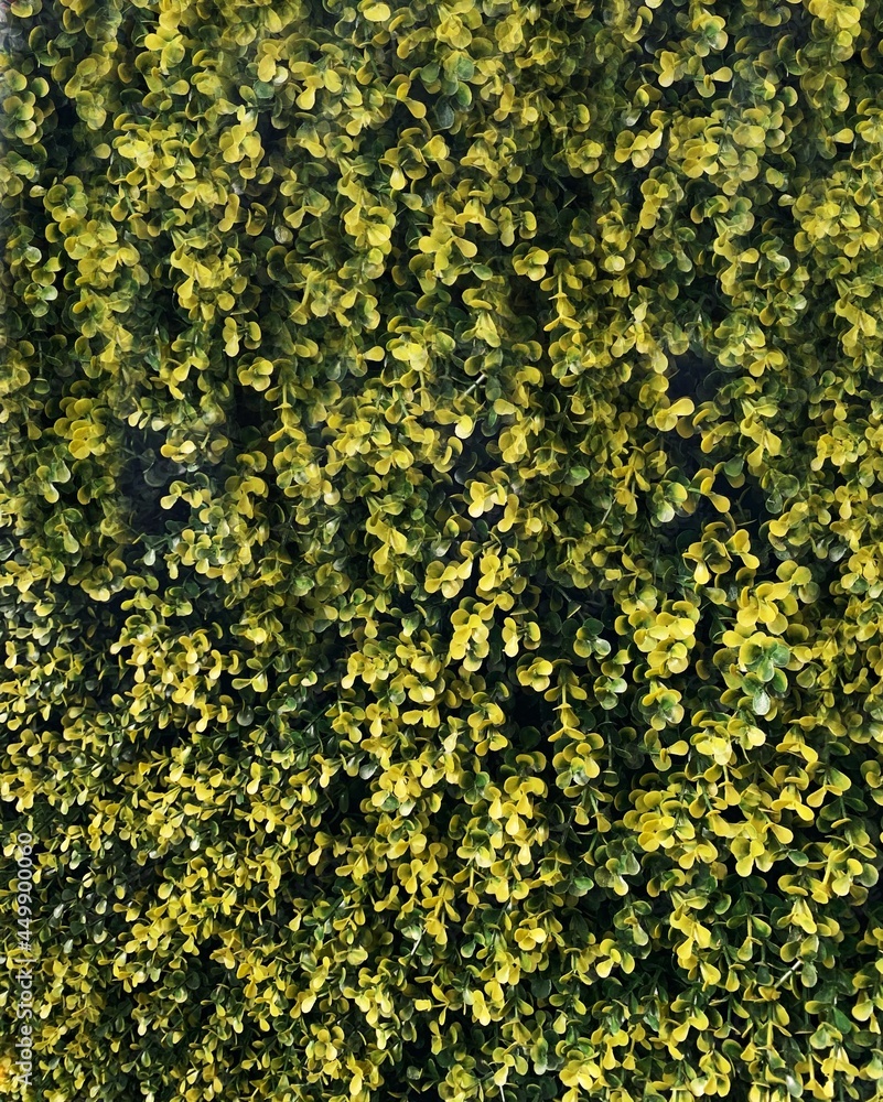 Green shrub wall Stock Photo | Adobe Stock