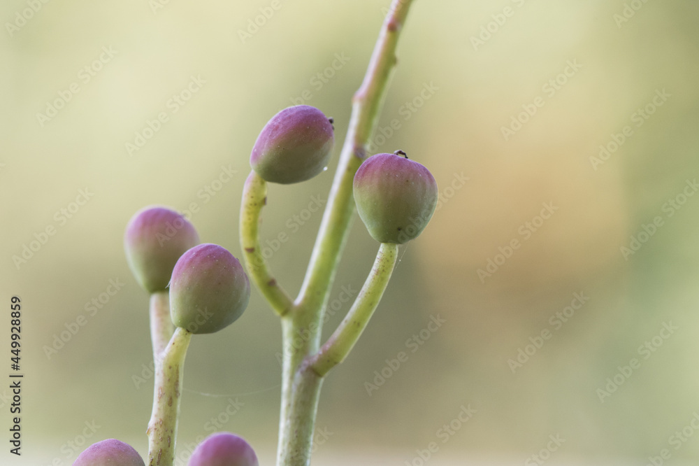 Pistacia terebinthus Cyprus turpentine shrub with horn-shaped galls and ...