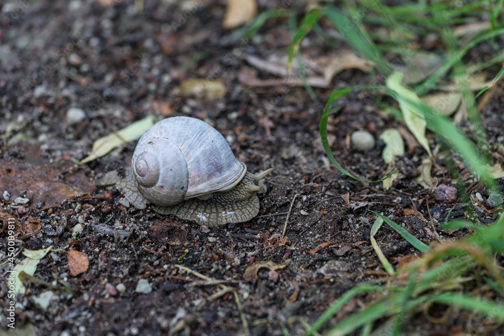 Roman snail (Latin: Helix pomatia), escargot. Large, edible, air ...