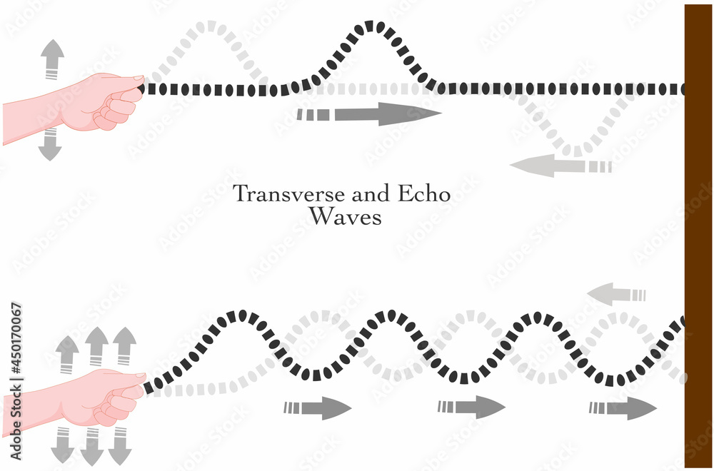 Transverse waves, echo diagram. Spring stretched, longitudinal. Making ...