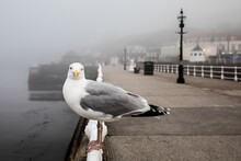 Whitby In Fog Free Stock Photo - Public Domain Pictures