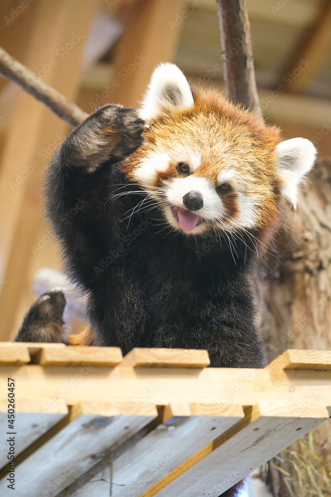 cutest red panda