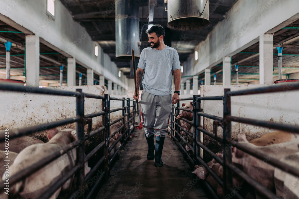 Young male worker doing his everyday job on huge pig farm. Stock Photo ...
