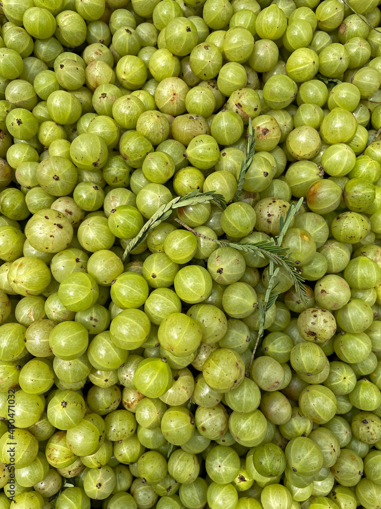 Photo Stock Indian Gooseberry.Indian gooseberry is a tree that grows in ...