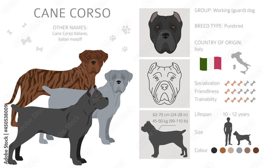 Cane corso clipart. Different poses, coat colors set Stock Vector ...