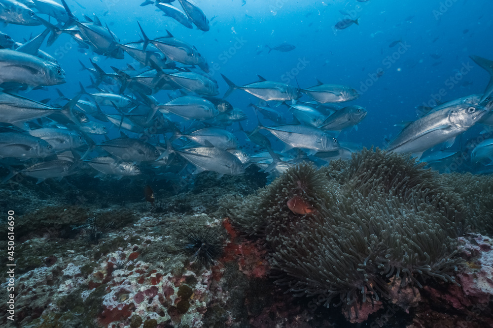 Healthy Coral reef at Blue Ocean on Crystal and Clear Water similar to ...