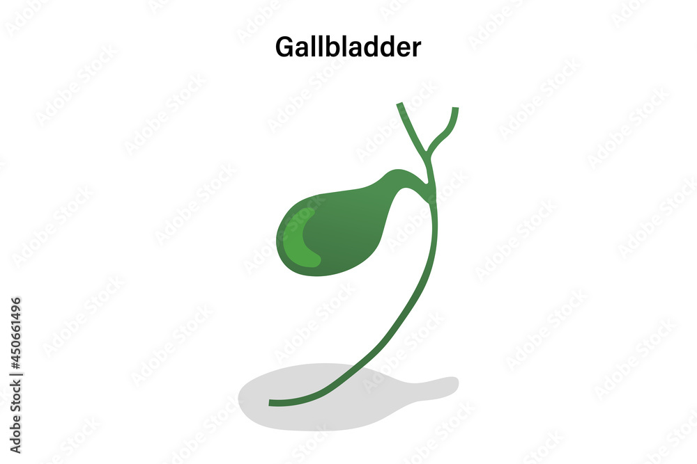 Gallbladder and cystic duct. Digestive organ vector. Medical education ...