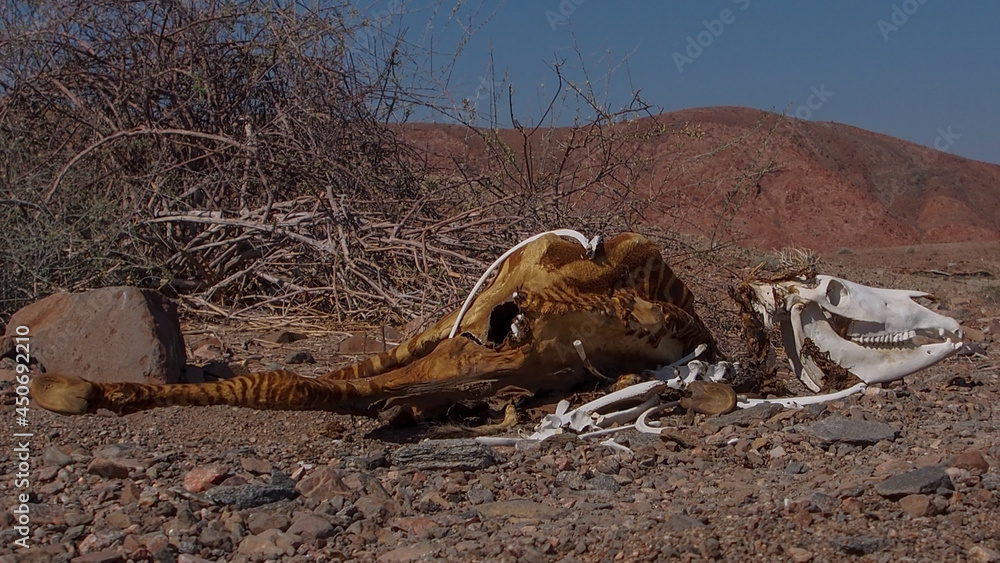 Remains of a dead giraffe. The skin is still surpising intact although ...