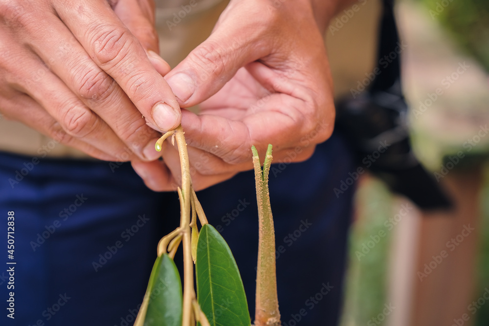 Gardener make grafting durian tree. Gardener use grafted tree blade for ...