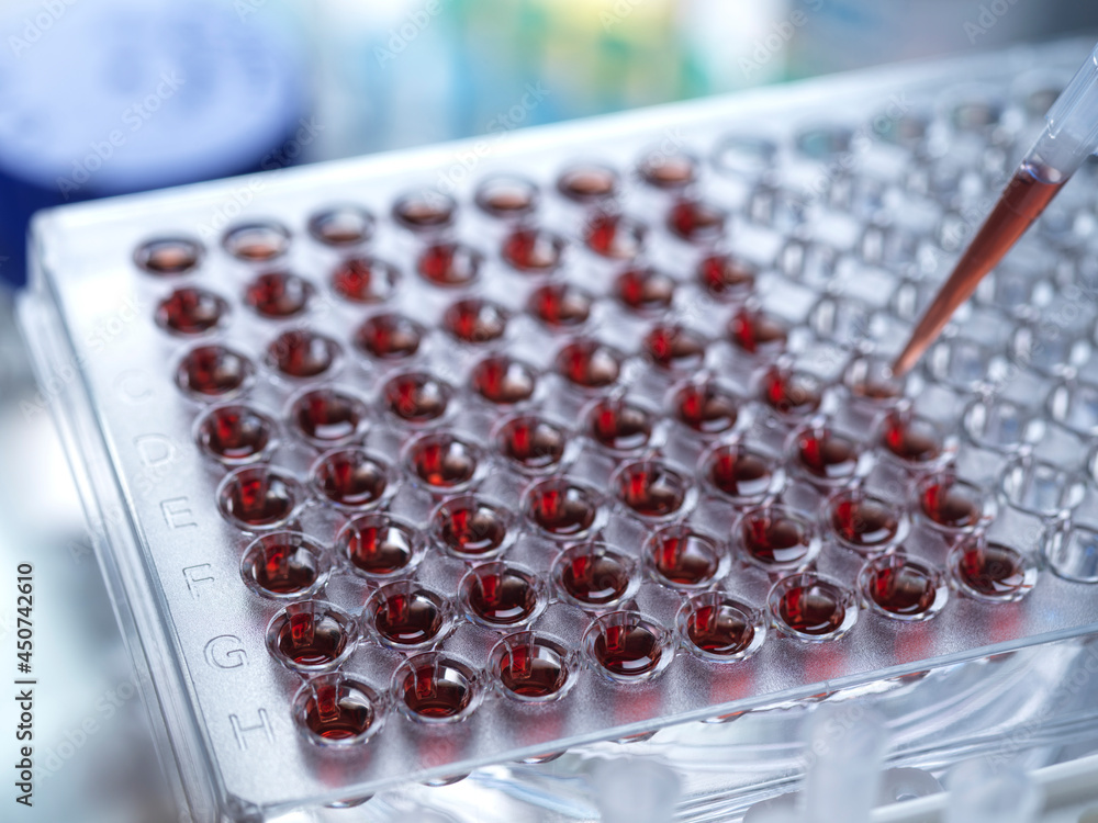 Cell Research, Pipetting cells into multi well plate in lab. Stock ...