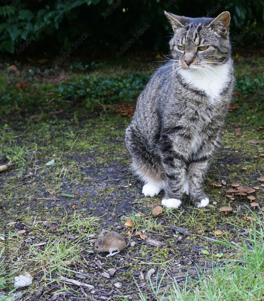 Cat and mouse hunt encounter. or just leave the mouse alone. cat doesn ...