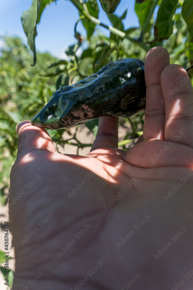 Farmer handling (inspecting) a young PoblanoFarmer handling (inspecting ...