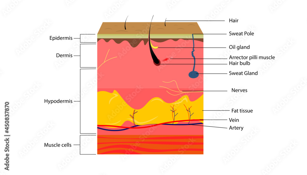 Diagram of the parts of the human skin Stock Vector | Adobe Stock