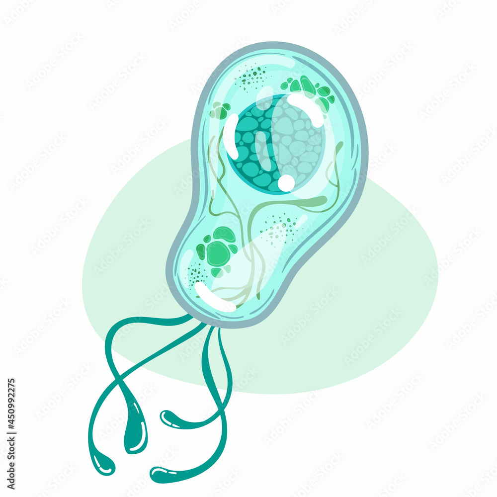 Vector illustration of bacteria. Schematic representation of a ...