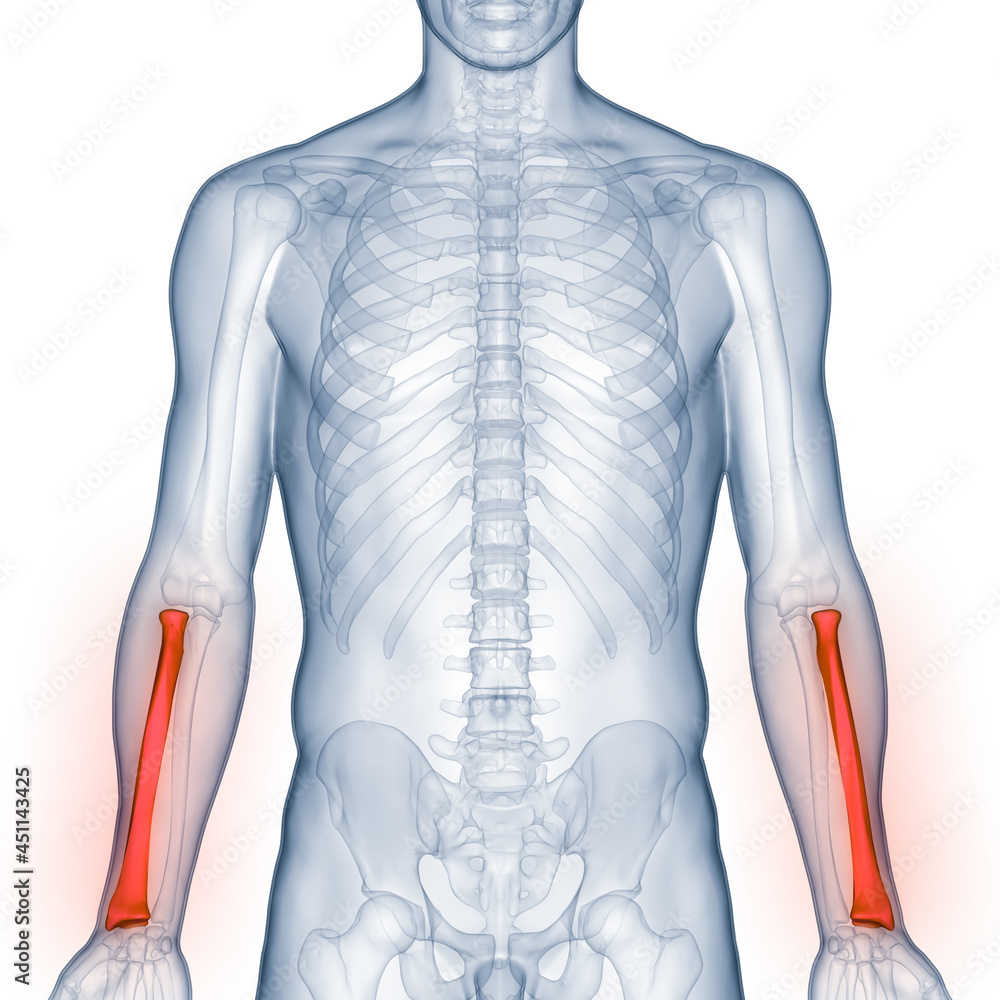 Human Skeleton System Radius Bone Joints Anatomy Stock Illustration ...