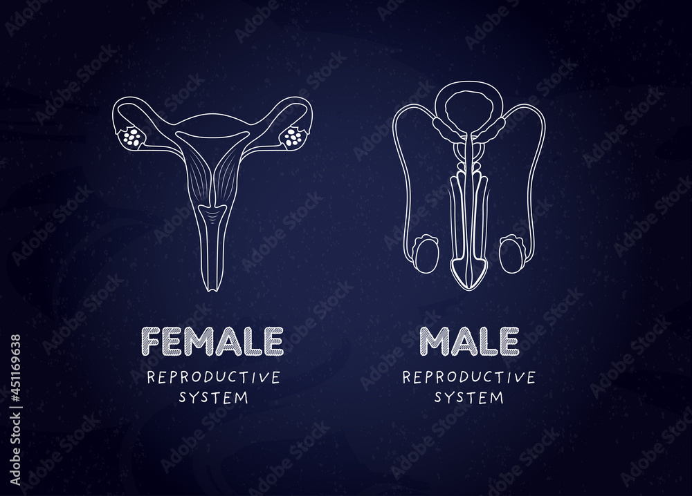 Sex education reproductive system biology class concept. Vector flat ...