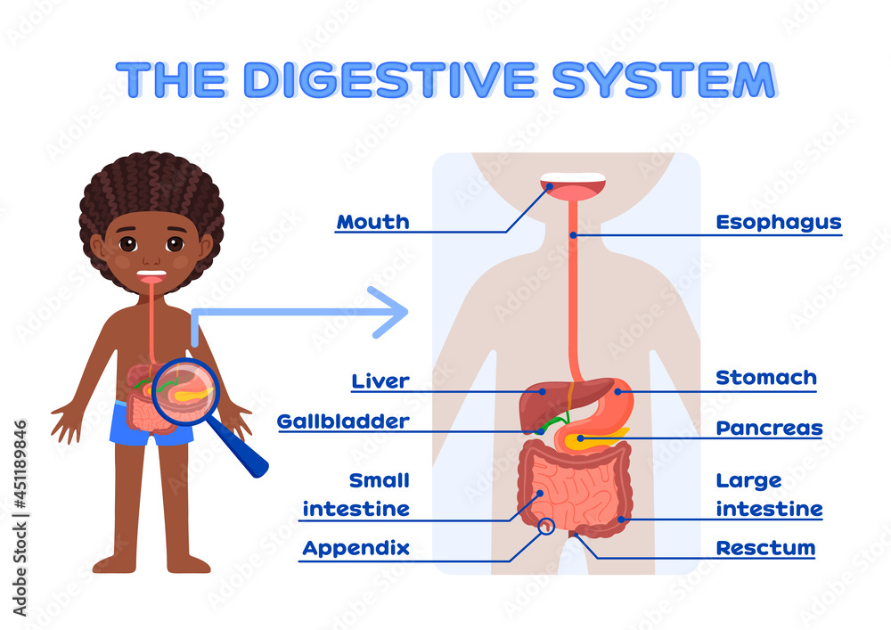 Cute Afro Black Boy and Digestive System Poster for Biology and Anatomy ...
